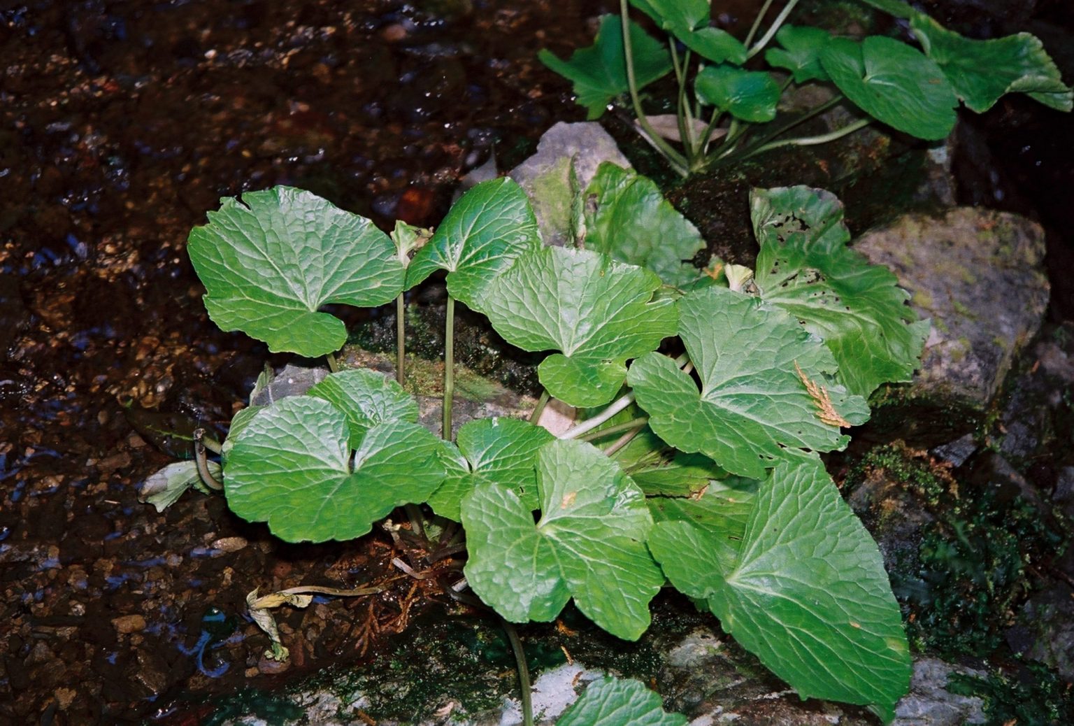 Wasabi Japonica — Saving a Forest with One Plant