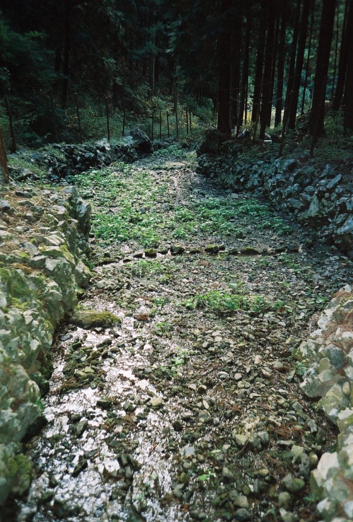 Wasabi Japonica — Saving a Forest with One Plant